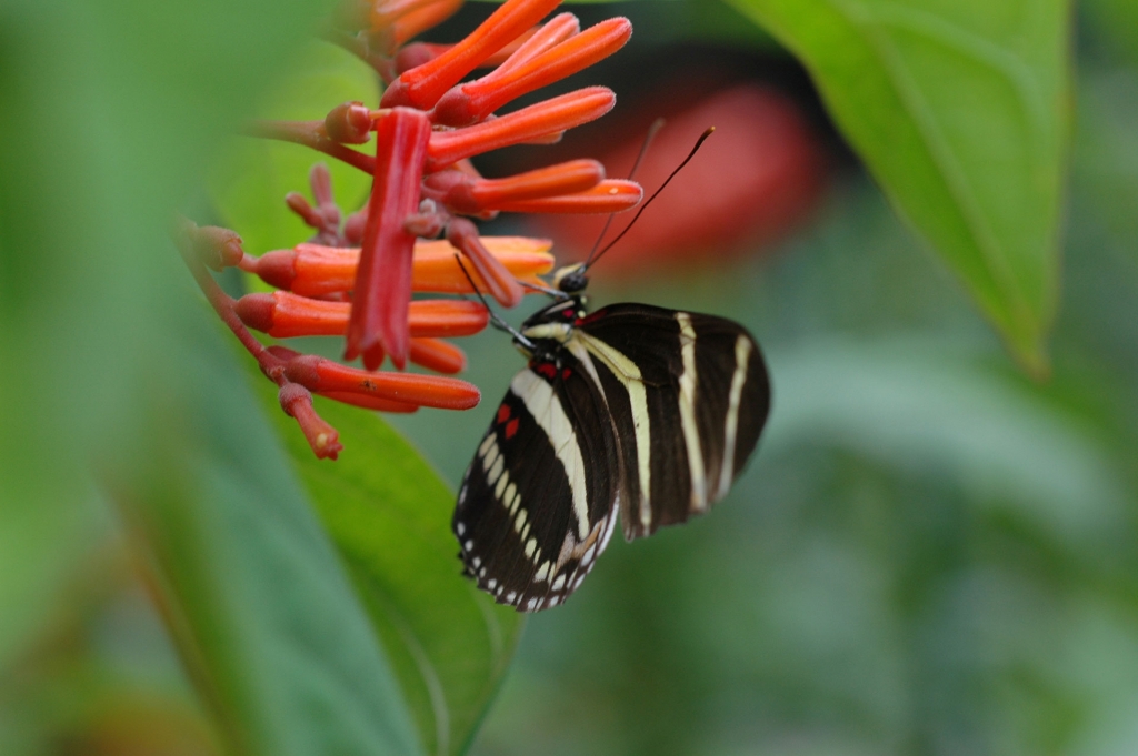 Butterfly Garden In Florida Keys at Thomas Marriott blog
