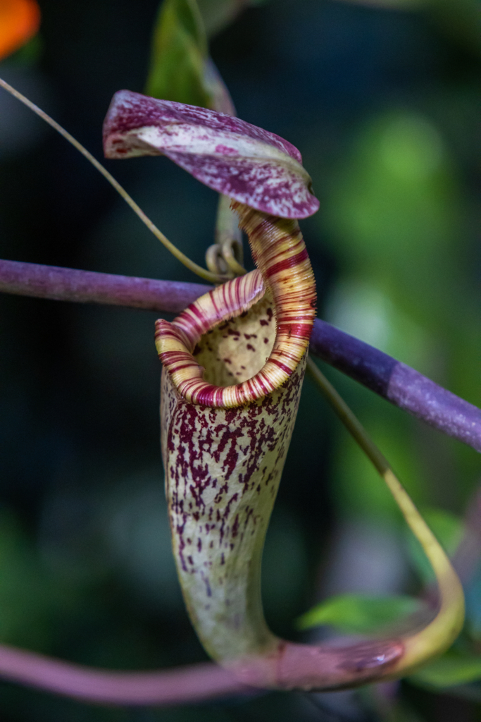 Summer Camps - Fairchild Tropical Botanic Garden