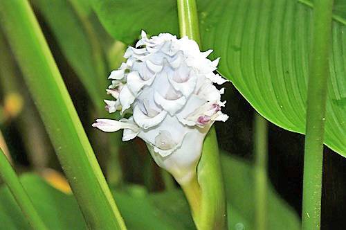 January - Fairchild Tropical Botanic Garden