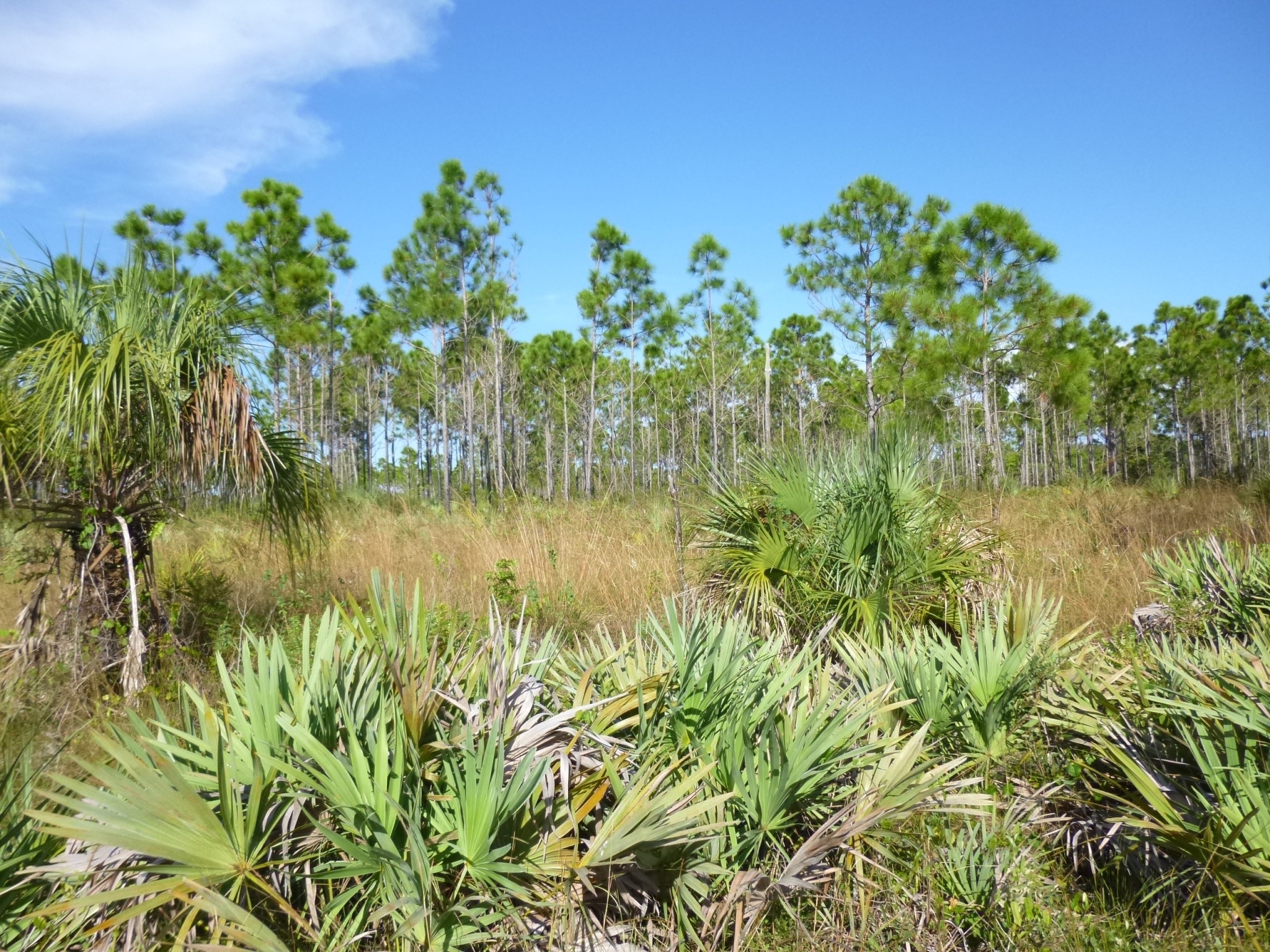 Native Plant Network - Fairchild Tropical Botanic Garden