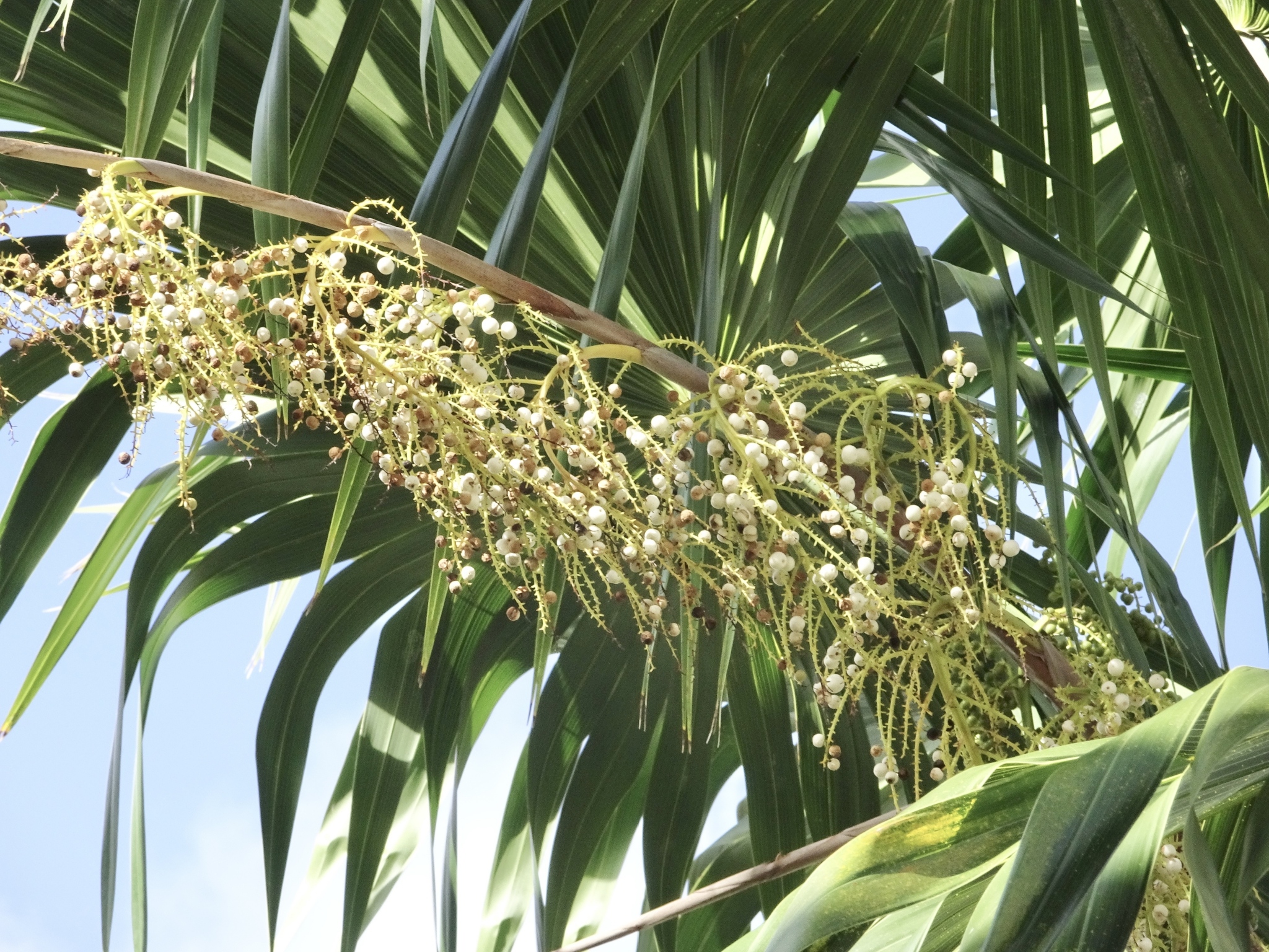 What’s in a Name: 11 of Florida’s Native Palms - Fairchild Tropical ...