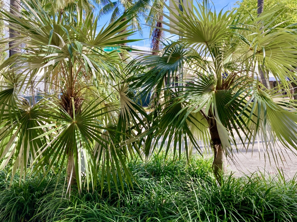 Florida Native Plants: Native Trees, Shrubs, and Grasses of Florida