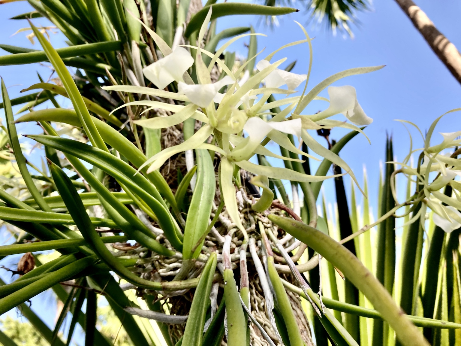 Orchids: A Guide to the Exquisite Orchid Family | Care, History, & Info