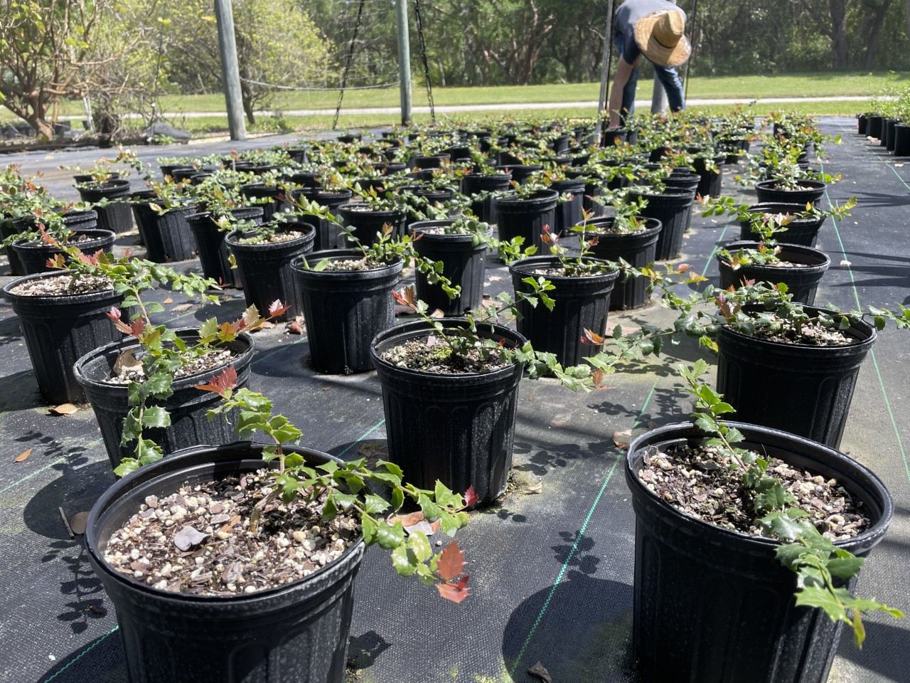 Native Plant Conservation - Fairchild Tropical Botanic Garden
