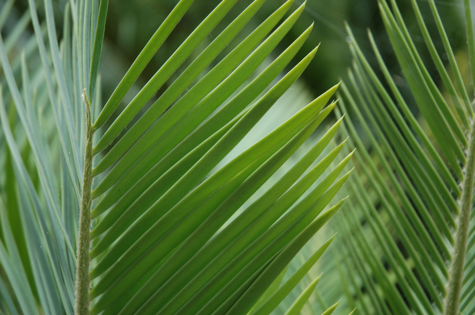 The Fairchild Challenge - Fairchild Tropical Botanic Garden