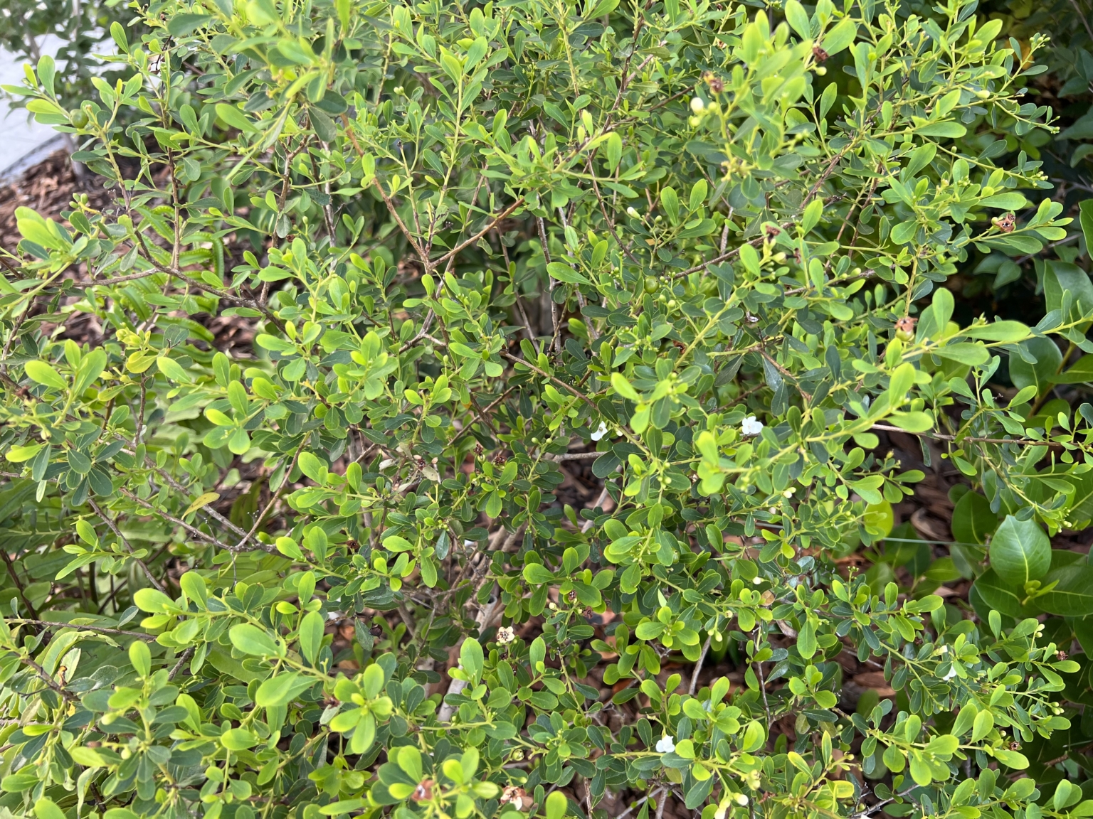 Florida Native Plants: Native Trees, Shrubs, and Grasses of Florida