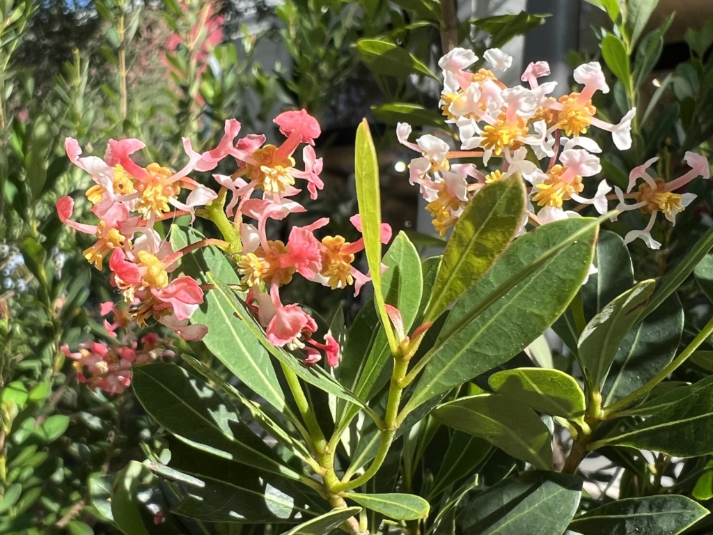 Florida Native Plants: Native Trees, Shrubs, and Grasses of Florida