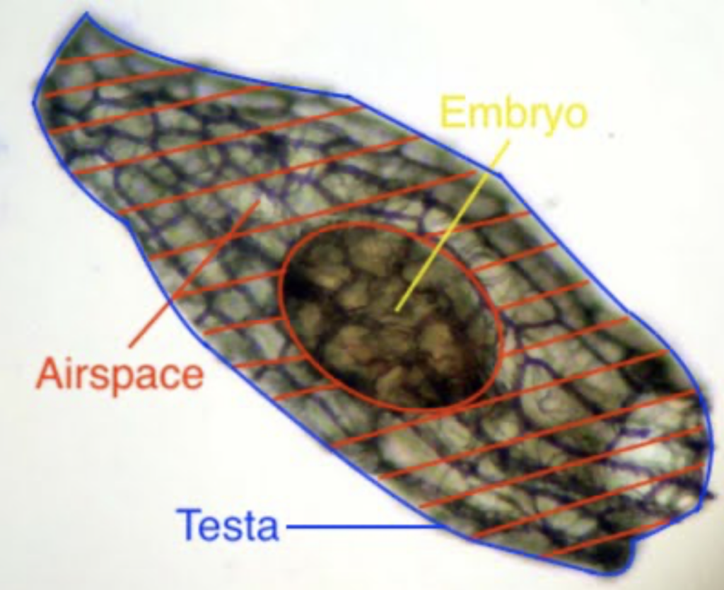 BioTECH Student Research: Orchids - Fairchild Tropical Botanic Garden