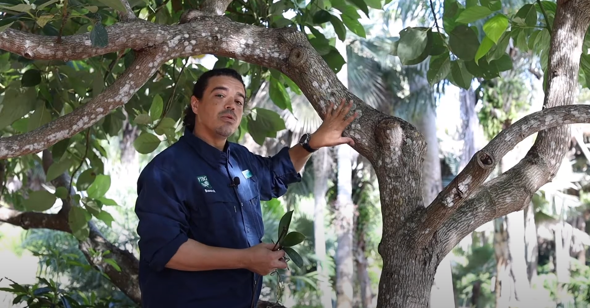 How to Grow Orchids on Trees | Tree Orchid Guide