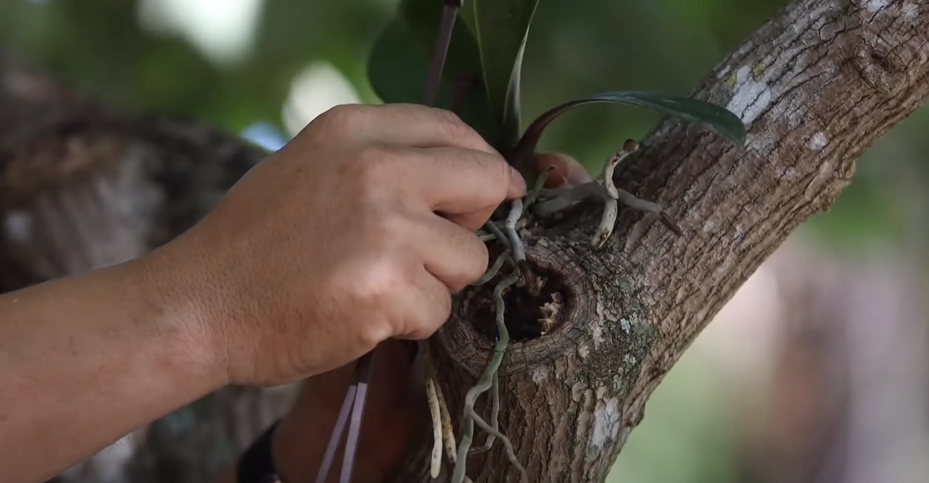 How to Grow Orchids on Trees | Tree Orchid Guide