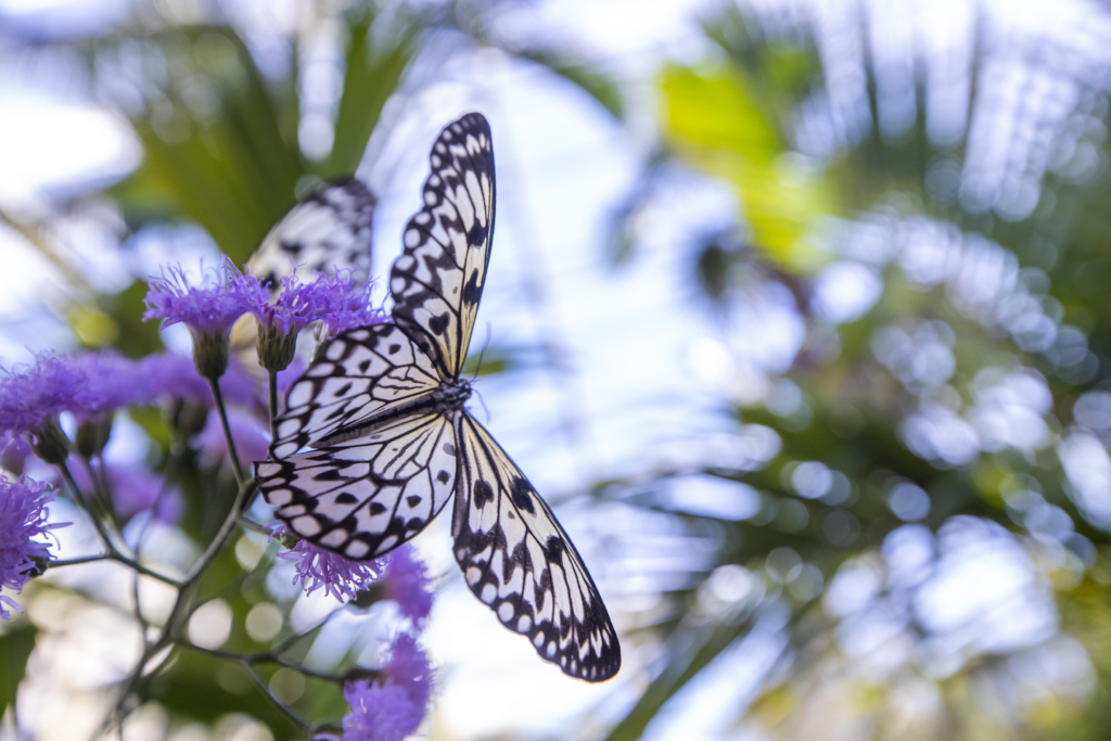 Buy Fairchild Butterfly Miami Tickets - Fairchild Tropical Botanic Garden