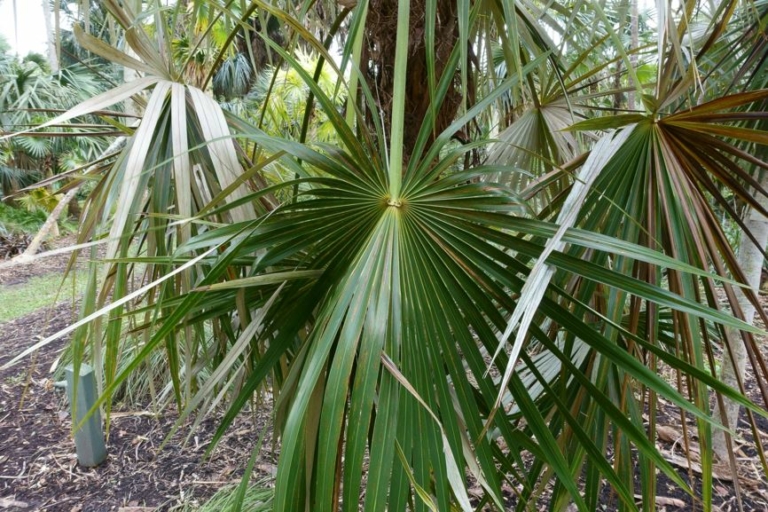 What’s in a Name: 11 of Florida’s Native Palms - Fairchild Tropical ...