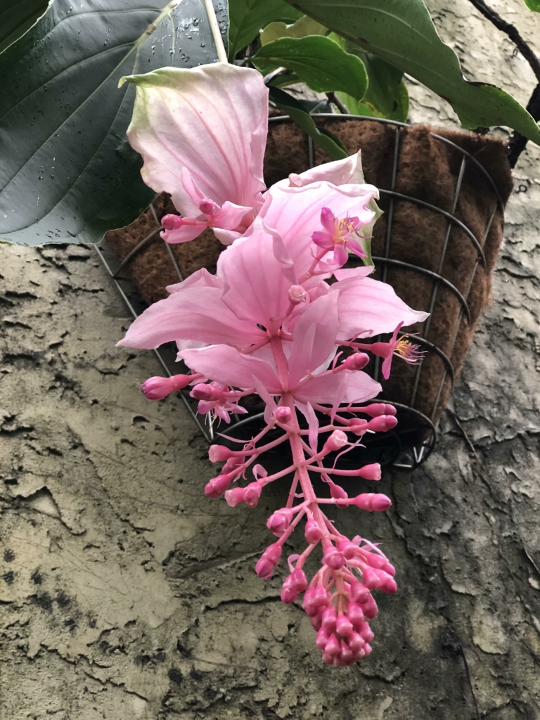 January - Fairchild Tropical Botanic Garden