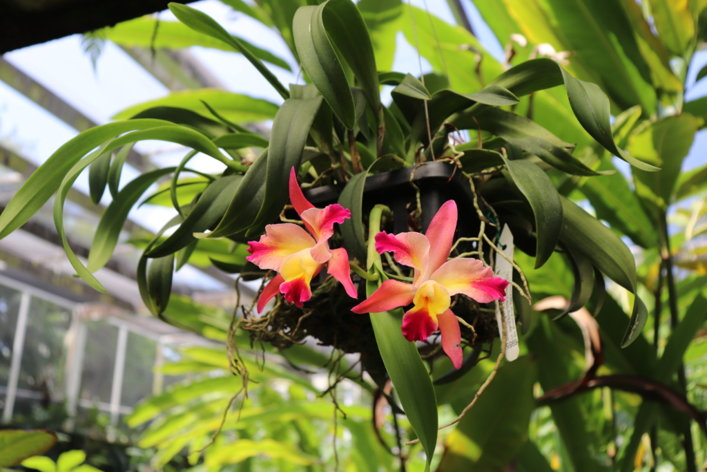 Caring for Orchids 101: Basic Orchid Culture