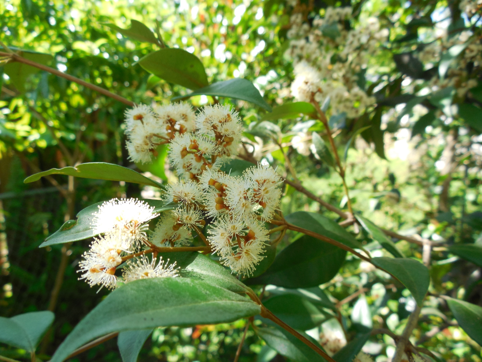 Florida Native Plants: Native Trees, Shrubs, and Grasses of Florida