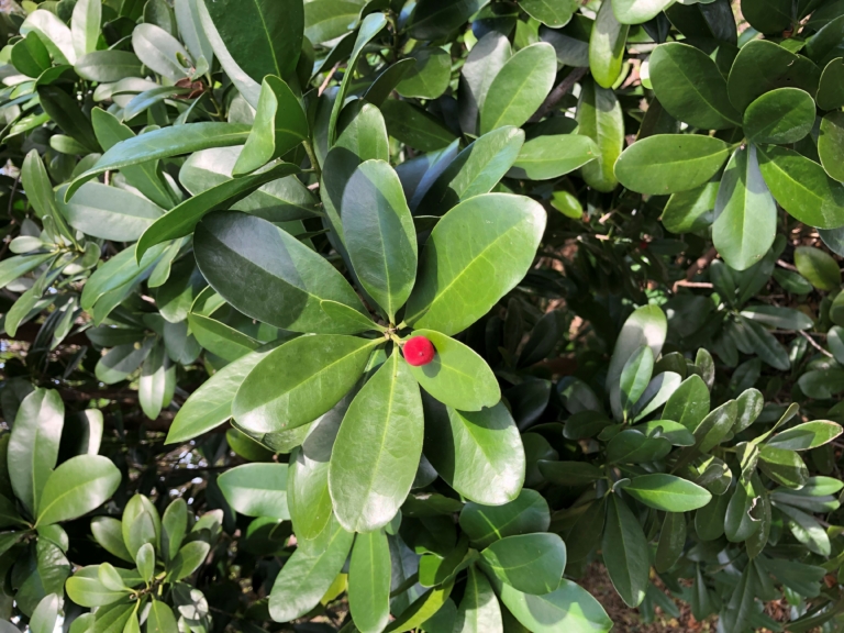 Florida Native Plants: Native Trees, Shrubs, and Grasses of Florida