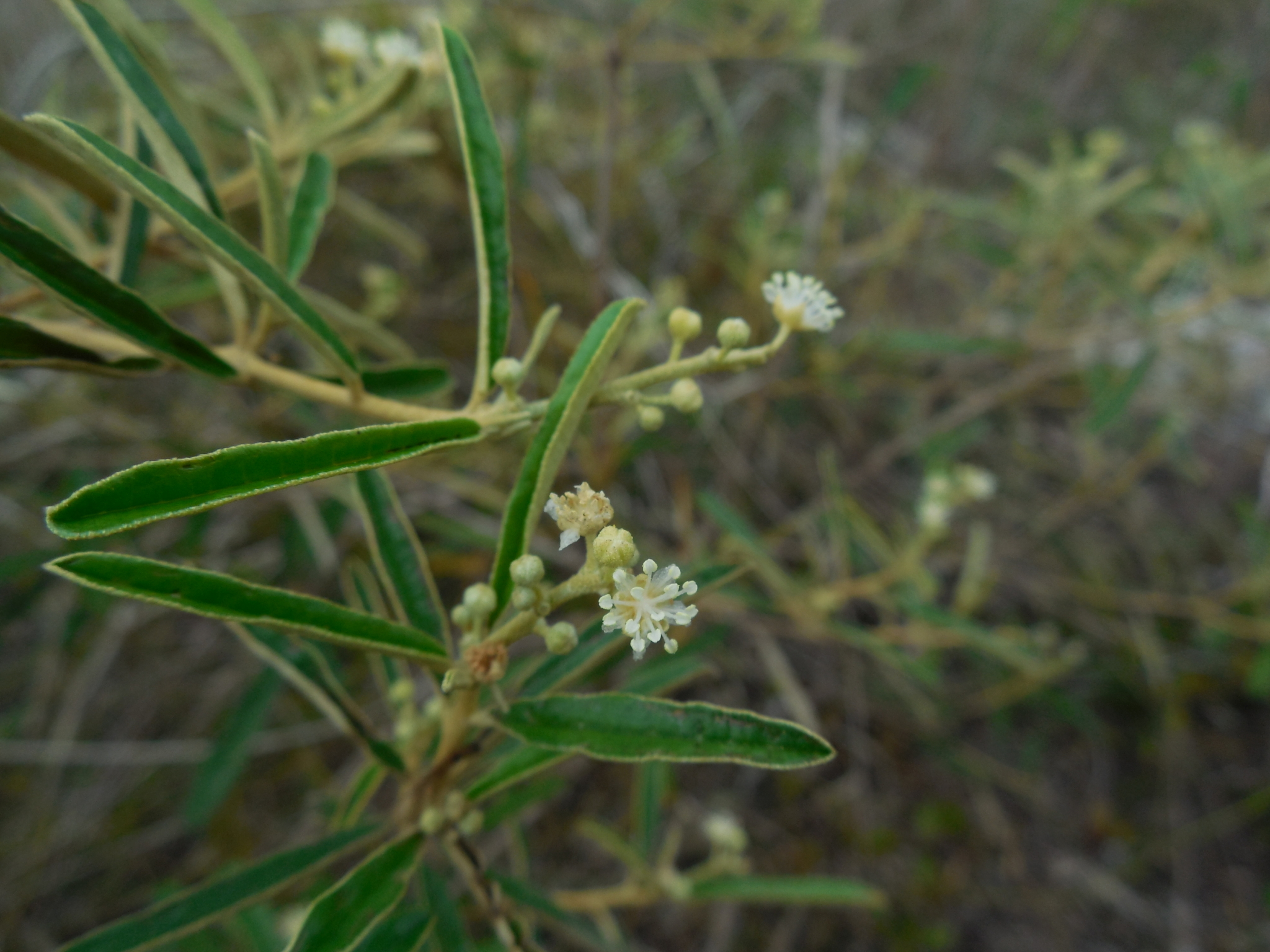 Florida Native Plants: Native Trees, Shrubs, and Grasses of Florida