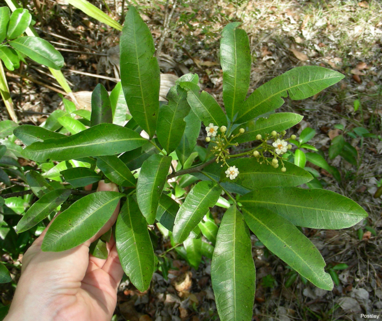 Florida Native Plants: Native Trees, Shrubs, and Grasses of Florida