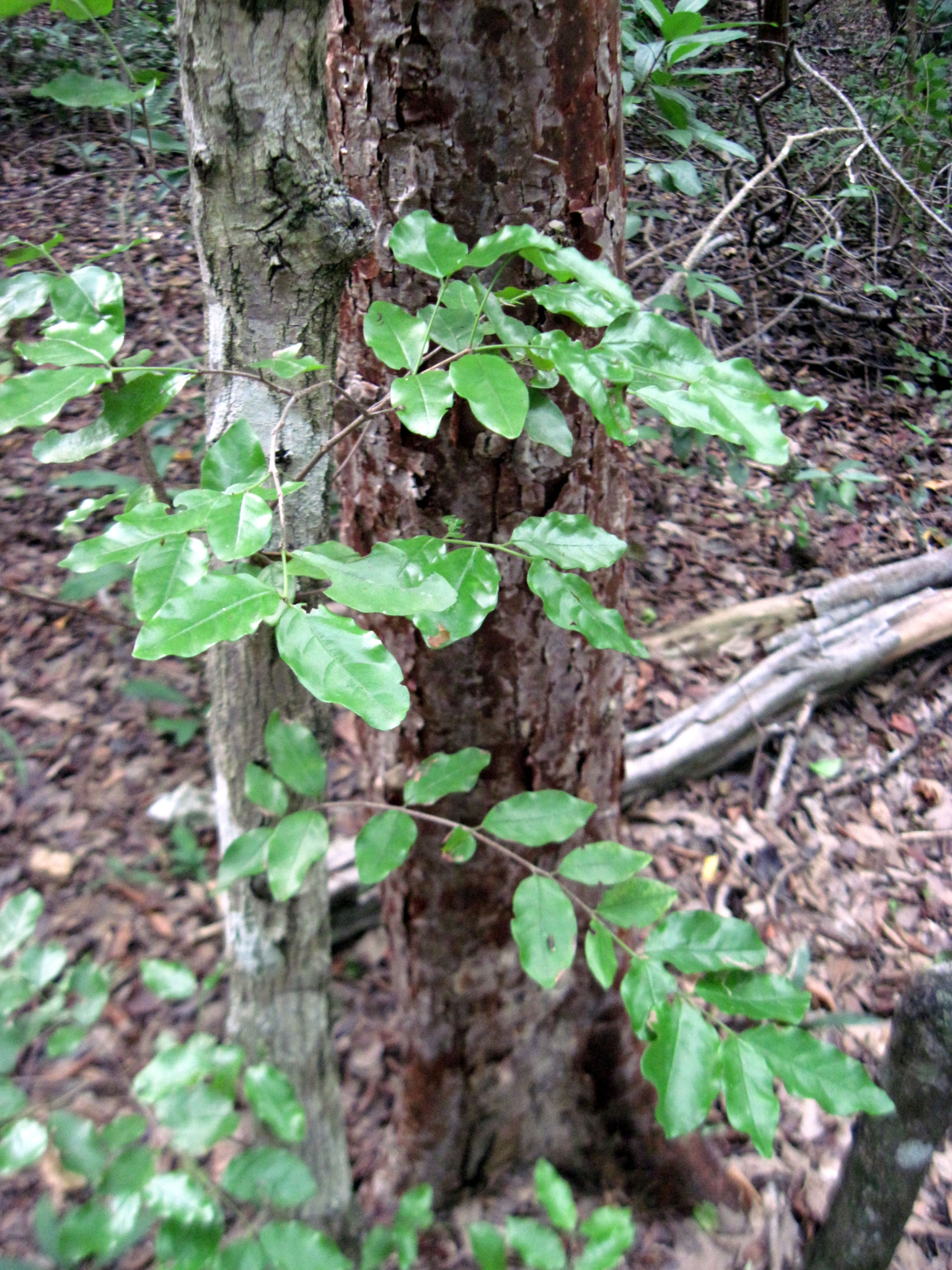 Florida Native Plants: Best Trees, Shrubs & Grasses