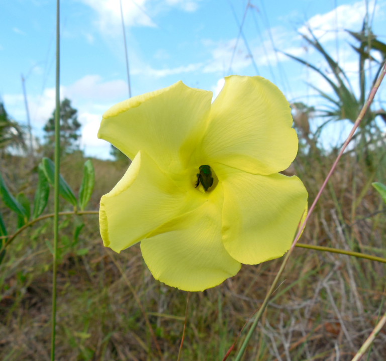 Florida Native Plants: Native Trees, Shrubs, and Grasses of Florida