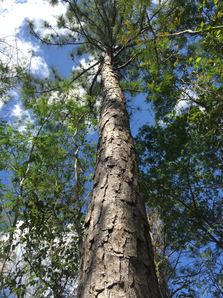 Florida Native Plants: Native Trees, Shrubs, and Grasses of Florida