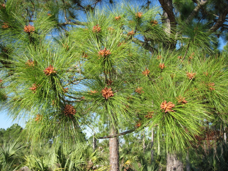 Florida Native Plants: Native Trees, Shrubs, and Grasses of Florida