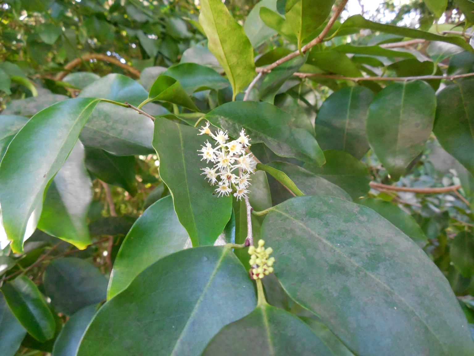 Florida Native Plants: Native Trees, Shrubs, and Grasses of Florida