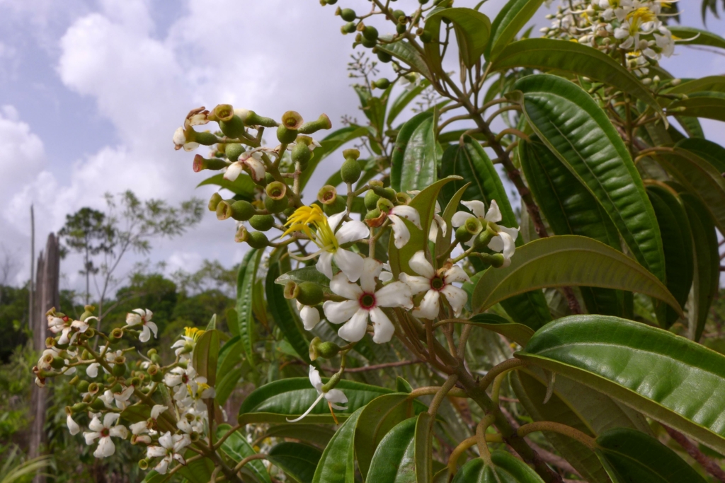 Florida Native Plants: Native Trees, Shrubs, and Grasses of Florida
