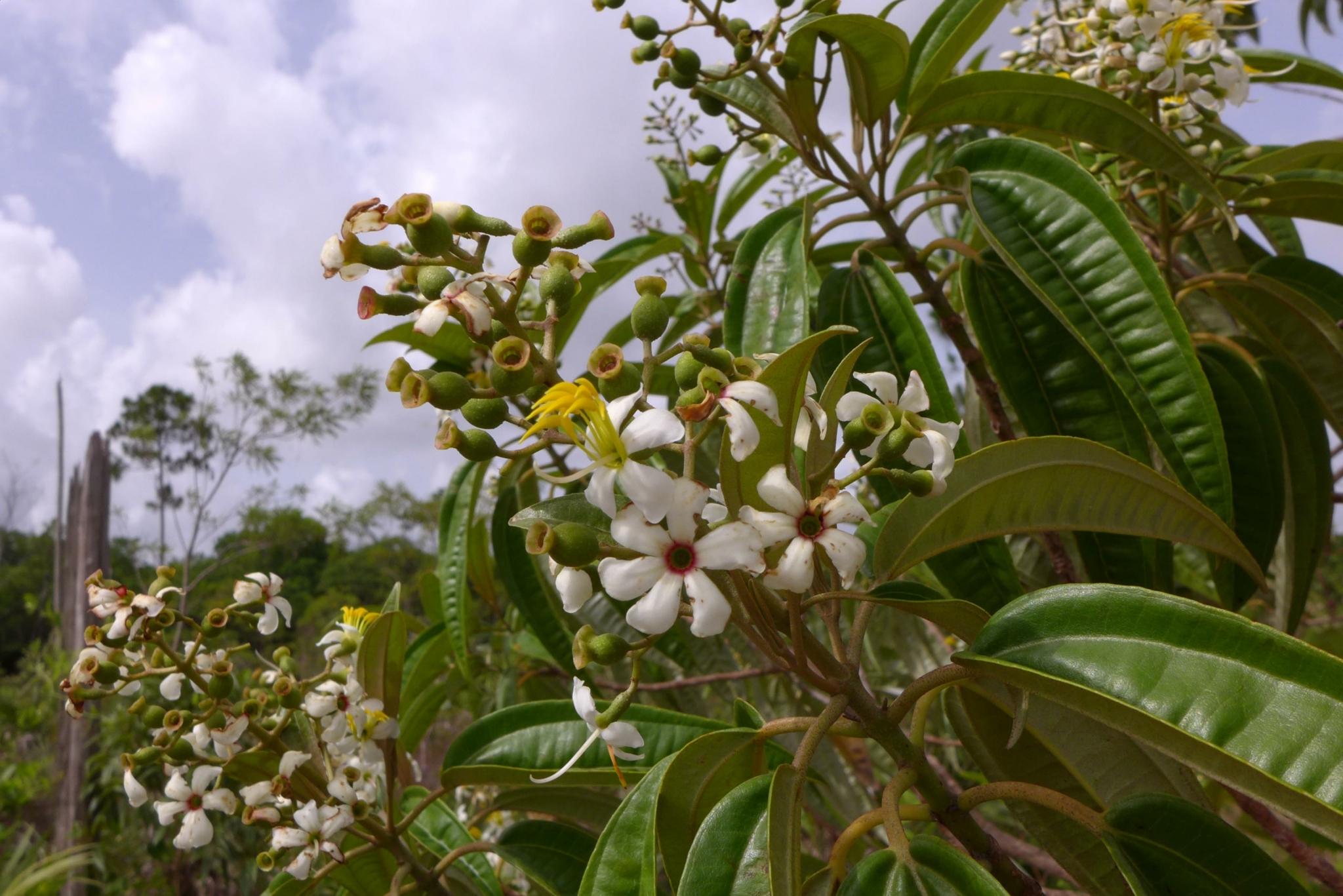Florida Native Plants: Native Trees, Shrubs, and Grasses of Florida
