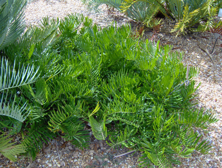 Florida Native Plants: Native Trees, Shrubs, and Grasses of Florida