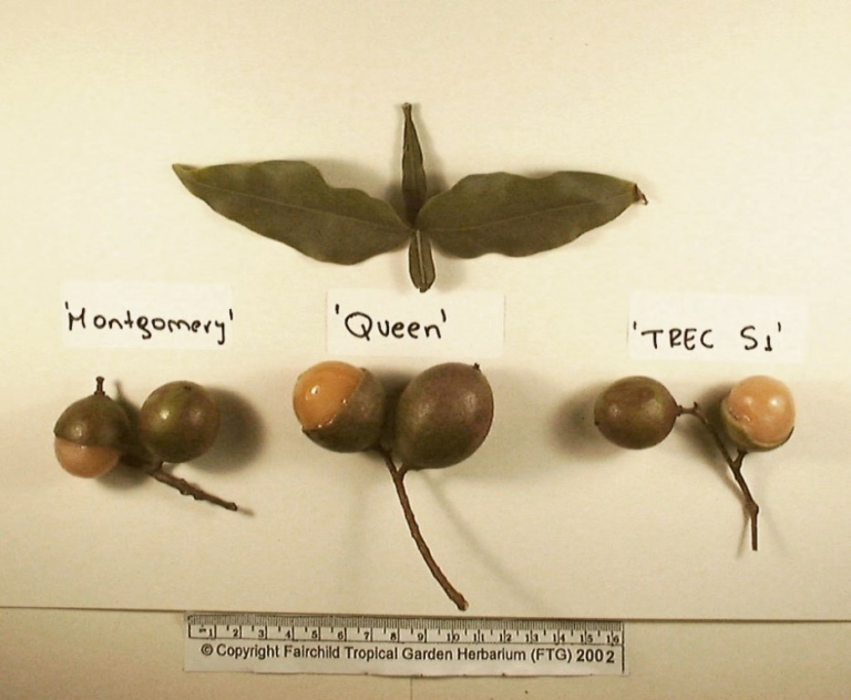 Spanish Lime - Fairchild Tropical Botanic Garden