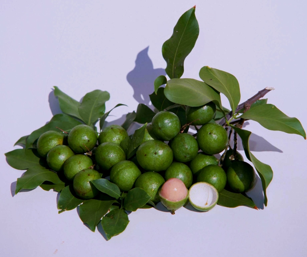 Spanish Lime - Fairchild Tropical Botanic Garden