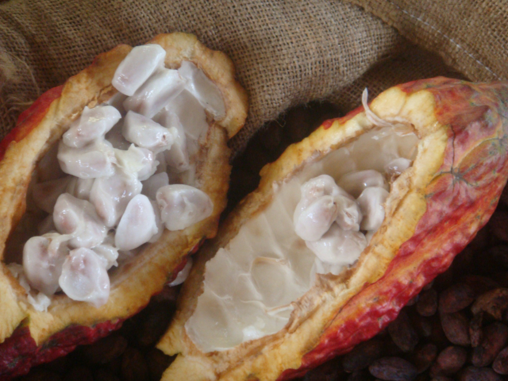 How to Grow Cacao Trees | Cocoa Plant Care & DIY Chocolate