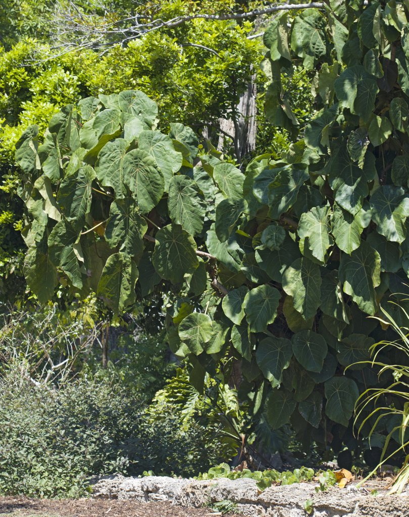 Coral tree brings the tropics to the backyard - Fairchild Tropical ...