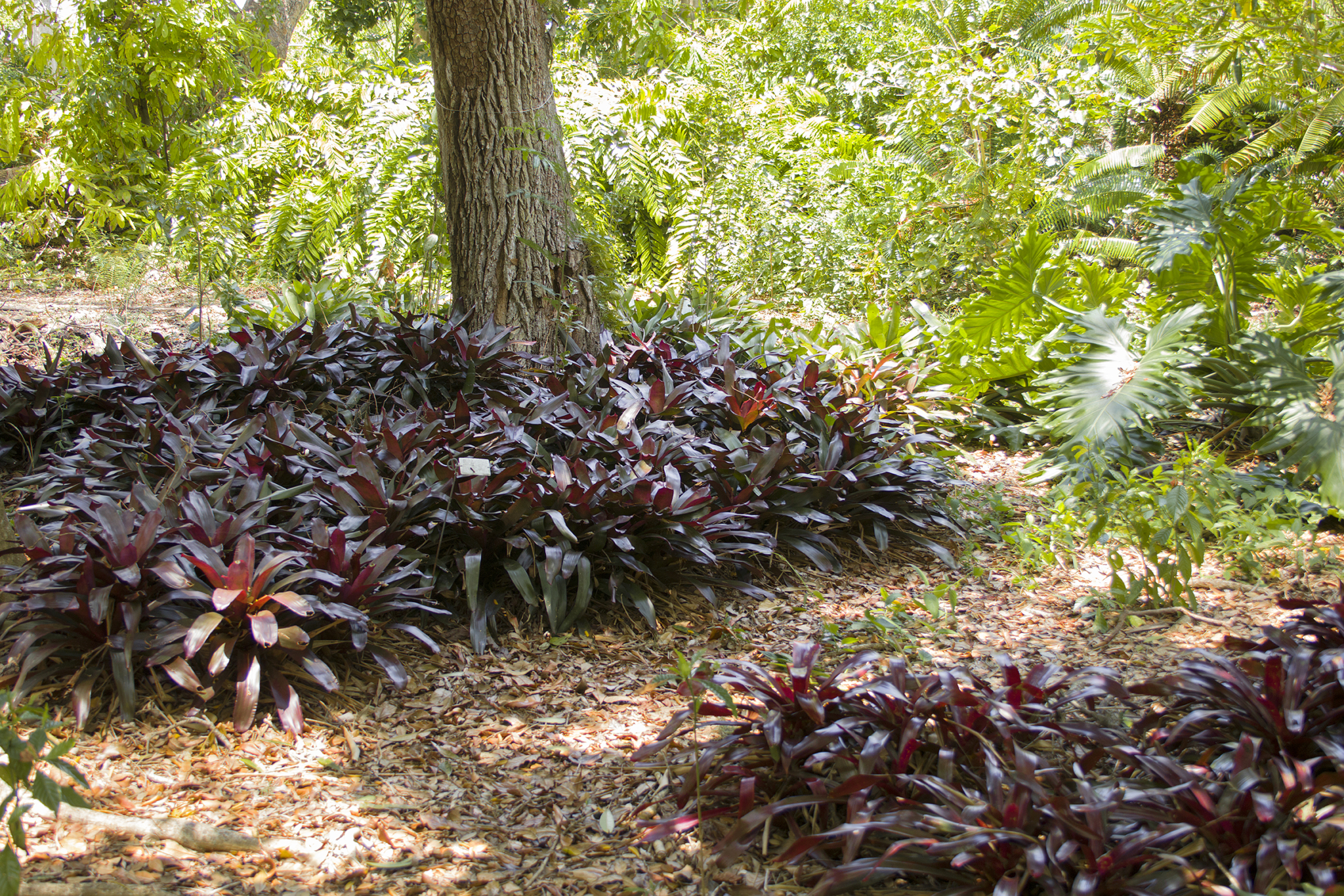 Effective, easy South Florida groundcovers - Fairchild Tropical Botanic ...