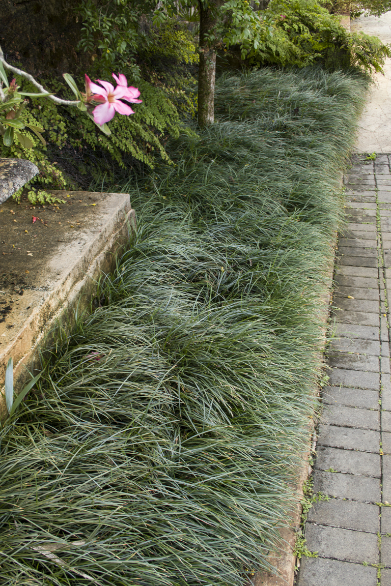 Effective, easy South Florida groundcovers - Fairchild Tropical Botanic ...