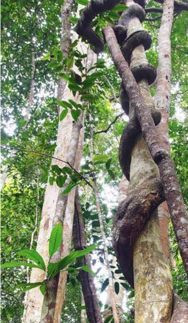 Lianas the silent competitor - Fairchild Tropical Botanic Garden