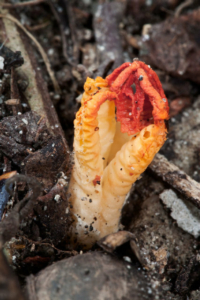 Lattice stinkhorn mushrooms: a stinky family moves in - Fairchild ...