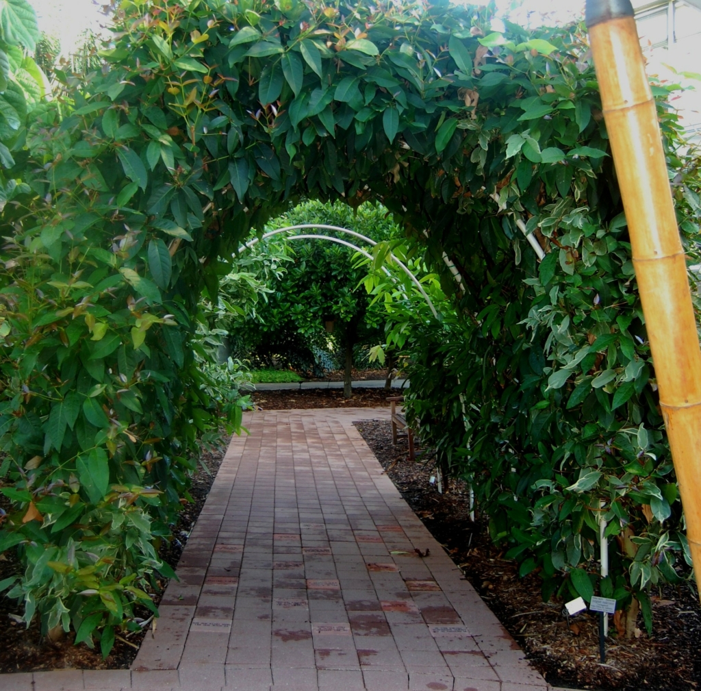 Rose Apple: An Arch of Bells - Fairchild Tropical Botanic Garden