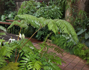 Tree ferns bring tropical Australia to your garden - Fairchild Tropical ...