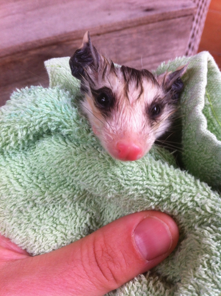 Possums in the yard - Fairchild Tropical Botanic Garden