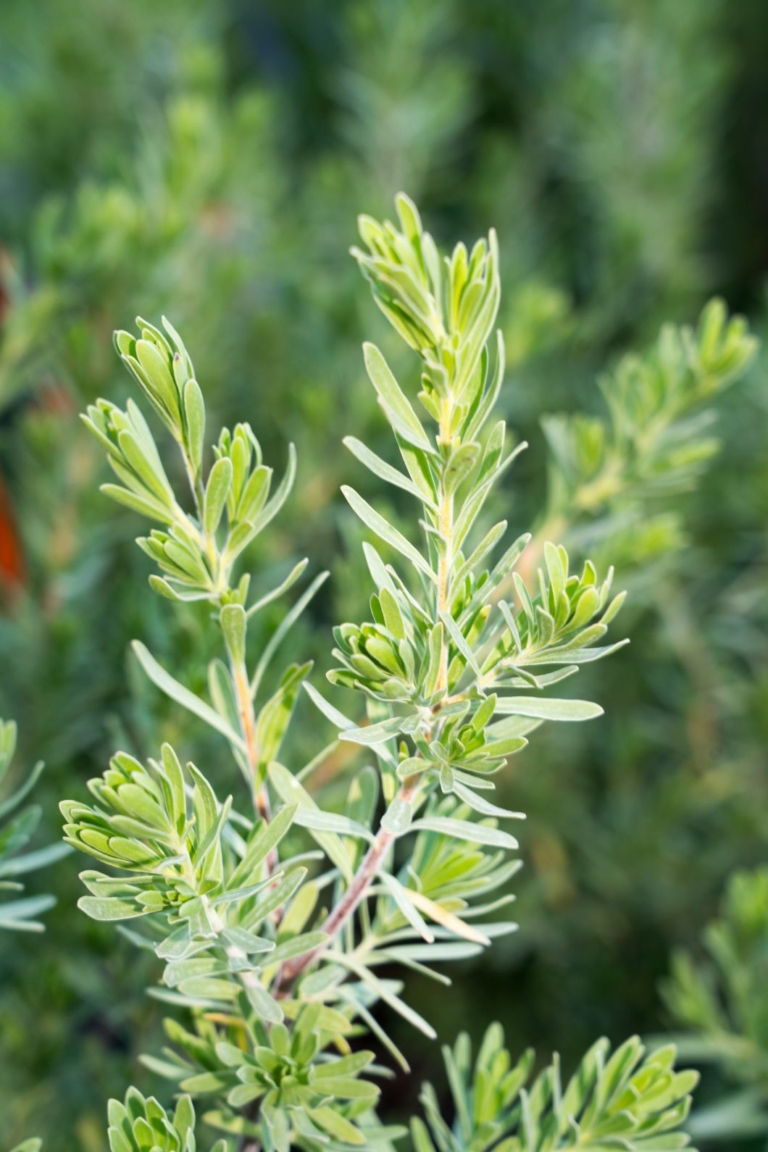 Florida Native Plants: Native Trees, Shrubs, and Grasses of Florida