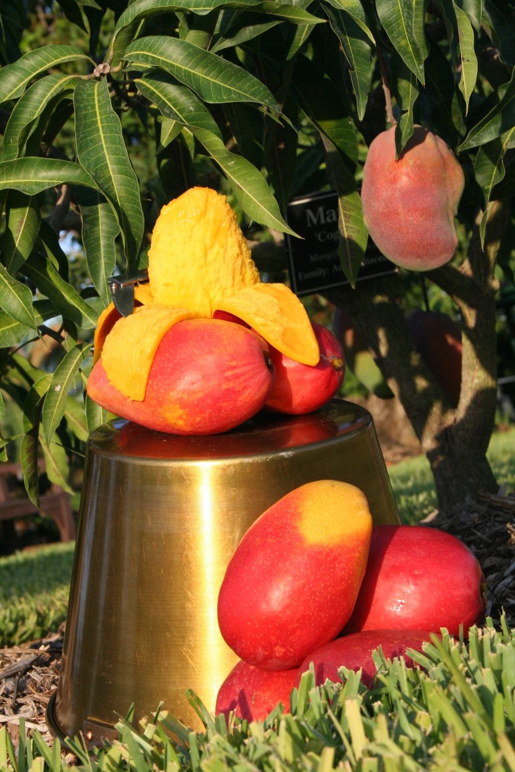 The Edible Mango Garden | Fairchild Tropical Botanic Garden