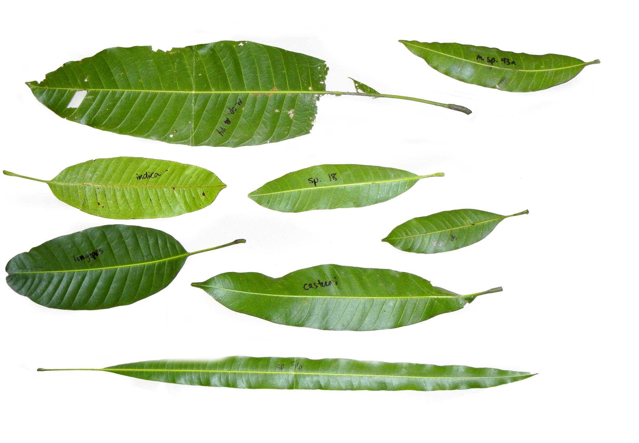 The Mysteries of Mangifera: Finding the Mango's Origin - Fairchild ...