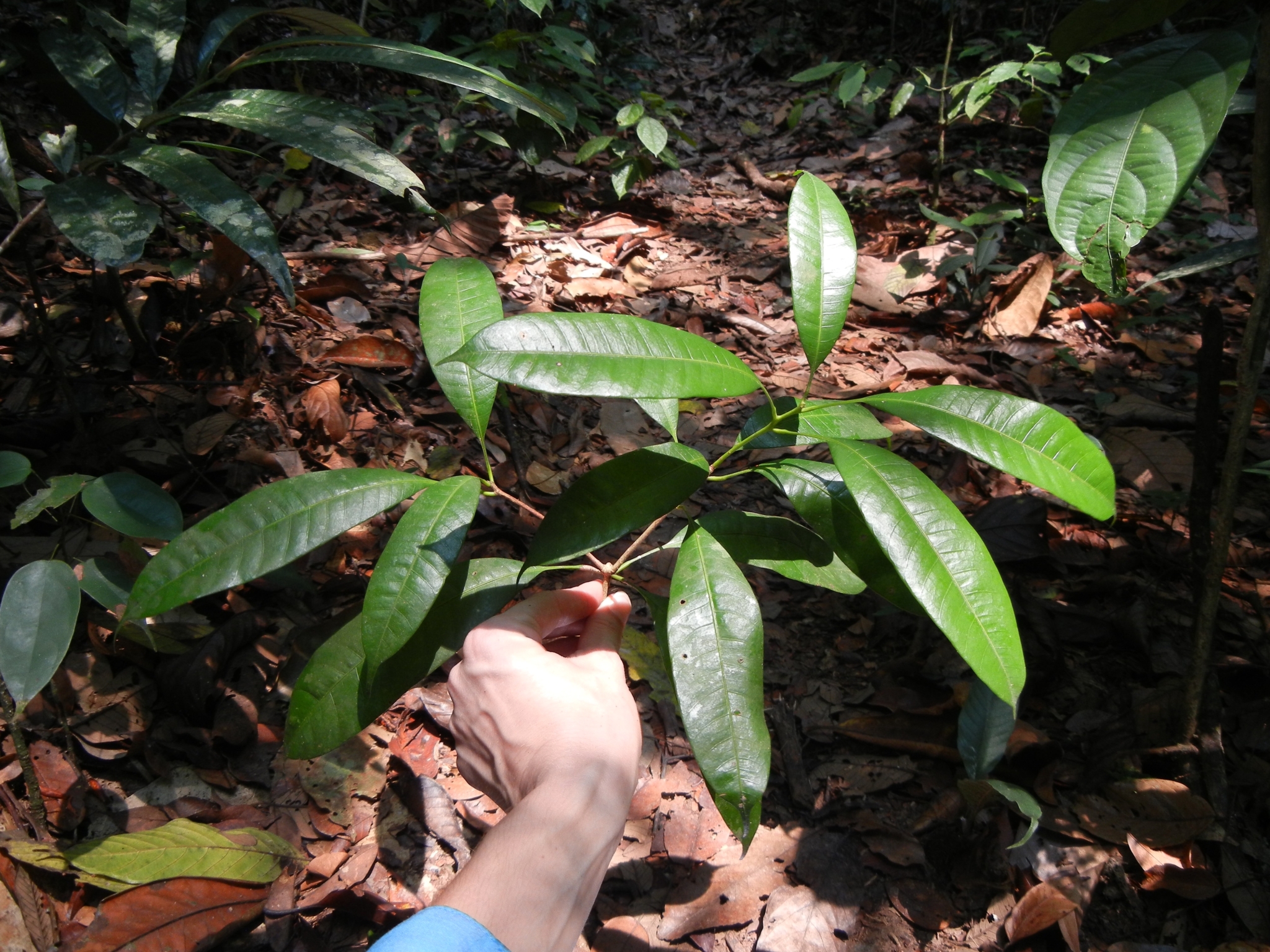 The Mysteries of Mangifera: Finding the Mango's Origin - Fairchild ...