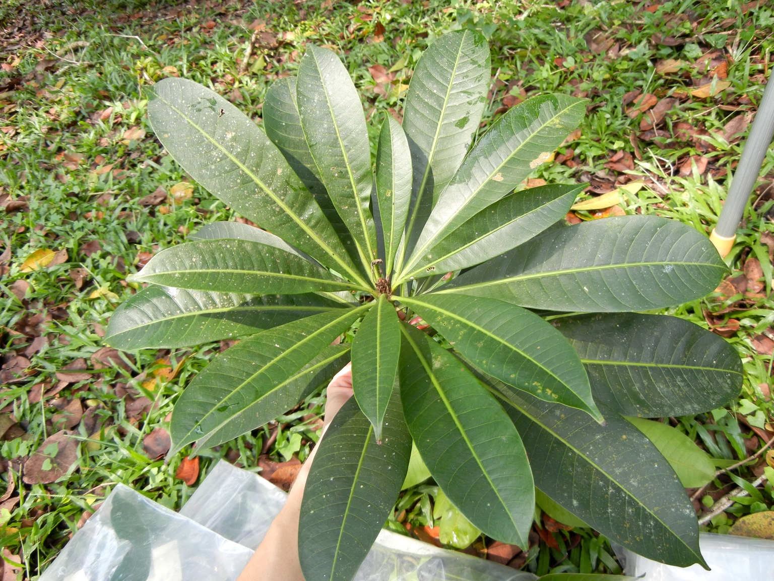 Mango Origin & History: The Mysteries of Mangifera Fruit