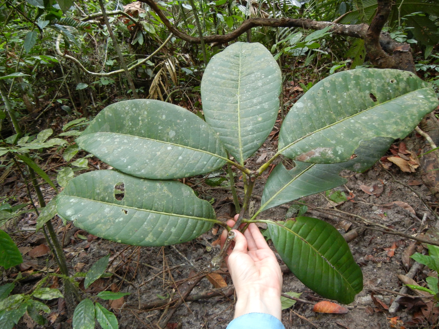 The Mysteries of Mangifera: Finding the Mango's Origin - Fairchild ...