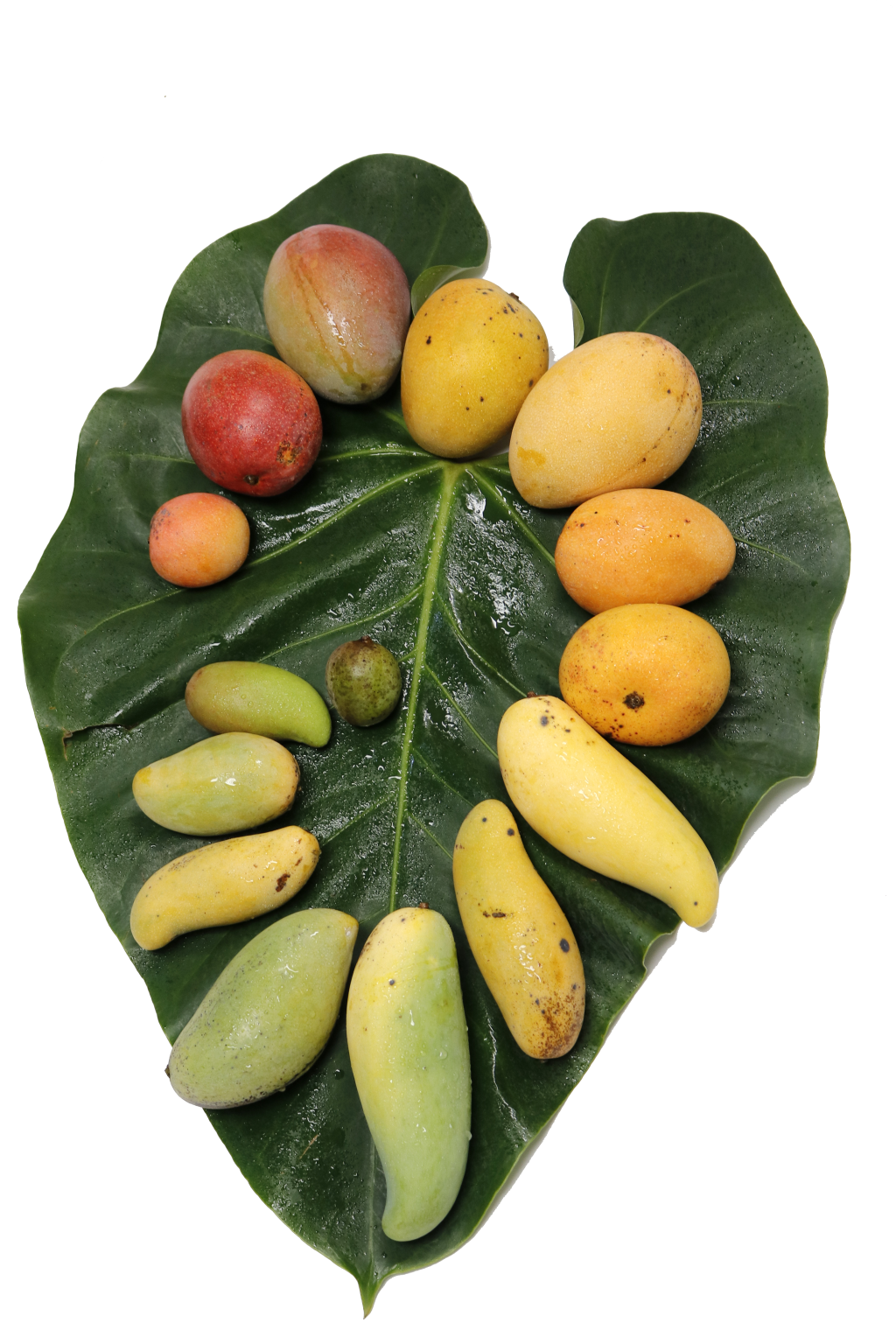 Mangos: from Wild to Table - In Search of the Wild Mango