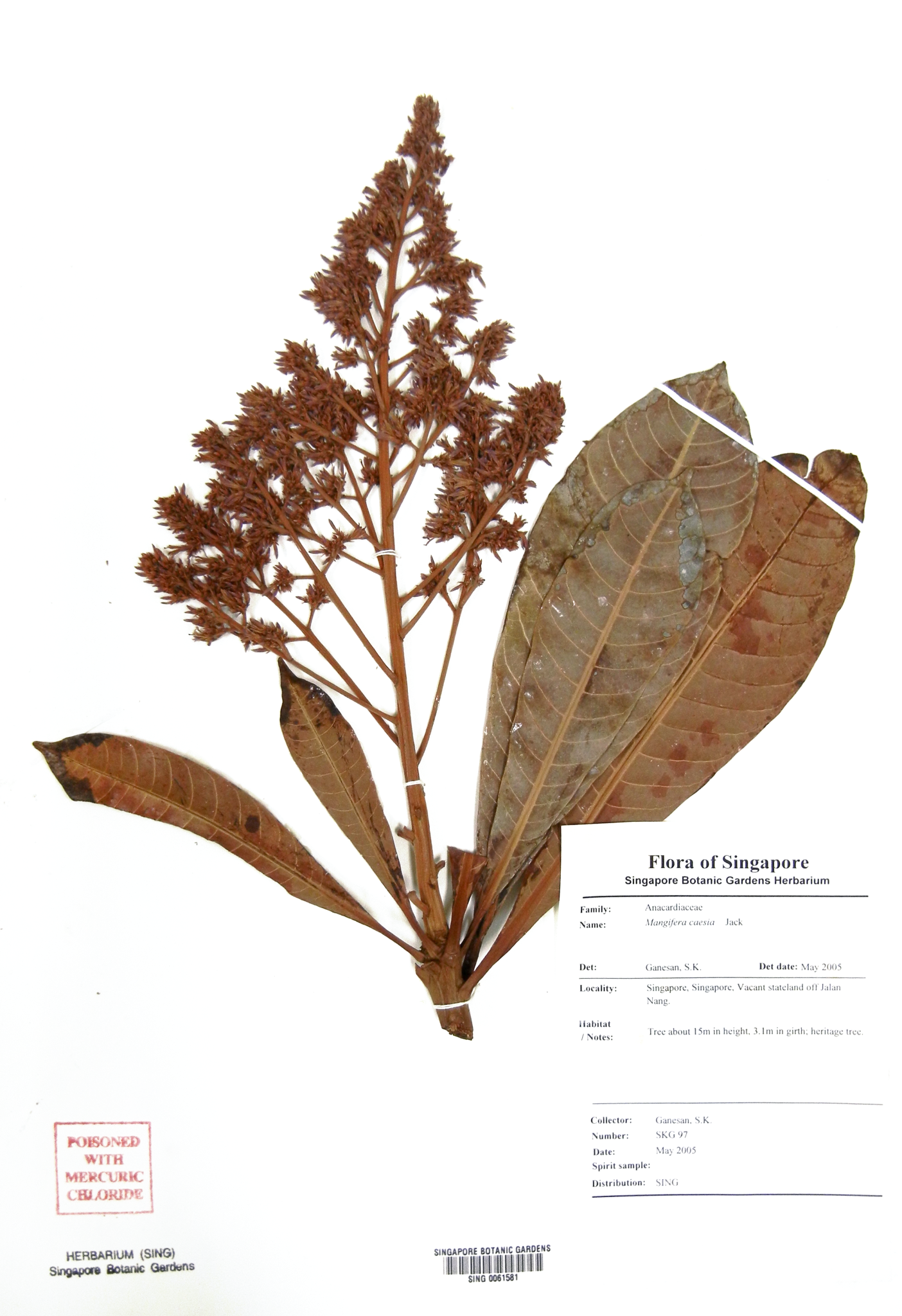 The Mysteries of Mangifera: Finding the Mango's Origin - Fairchild ...