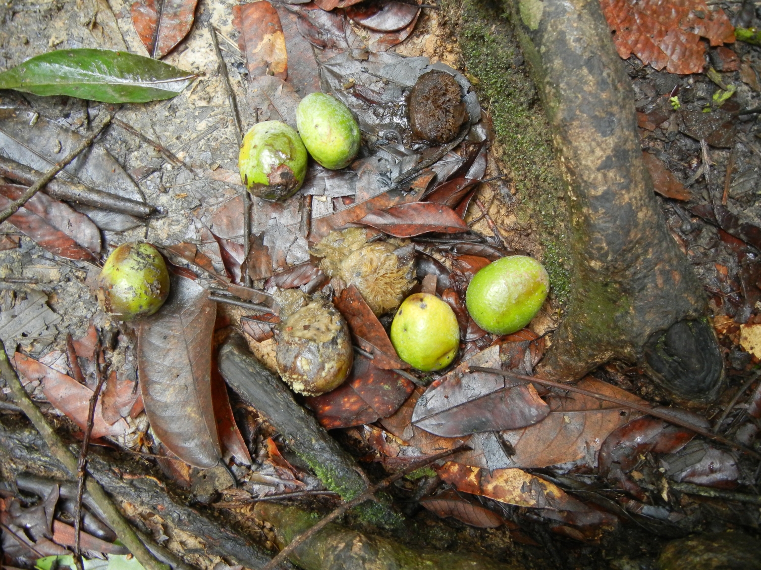 The Mysteries of Mangifera: Finding the Mango's Origin - Fairchild ...